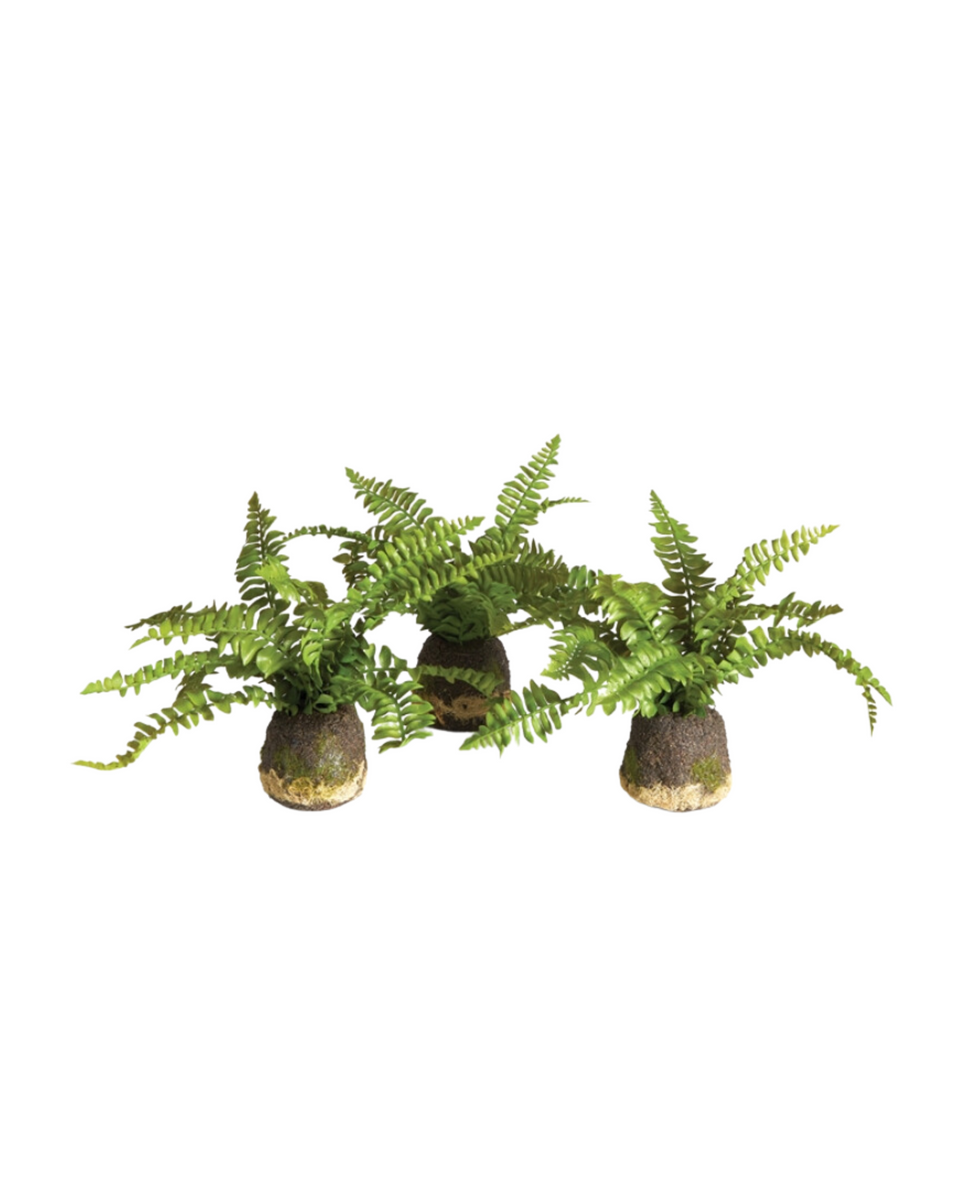 Mini Boston Fern Drop In – Thacher & Spring